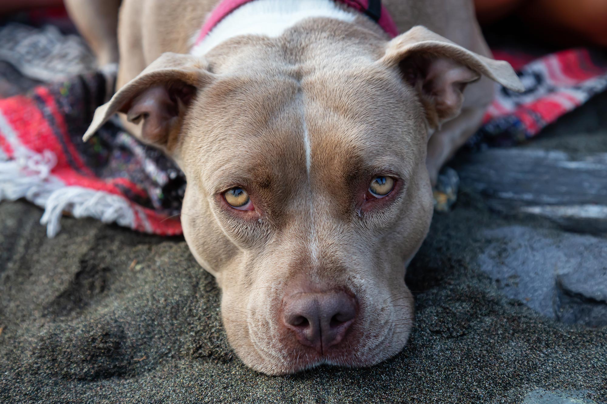 Pit Bull Hakkında Bilinmesi Gerekenler