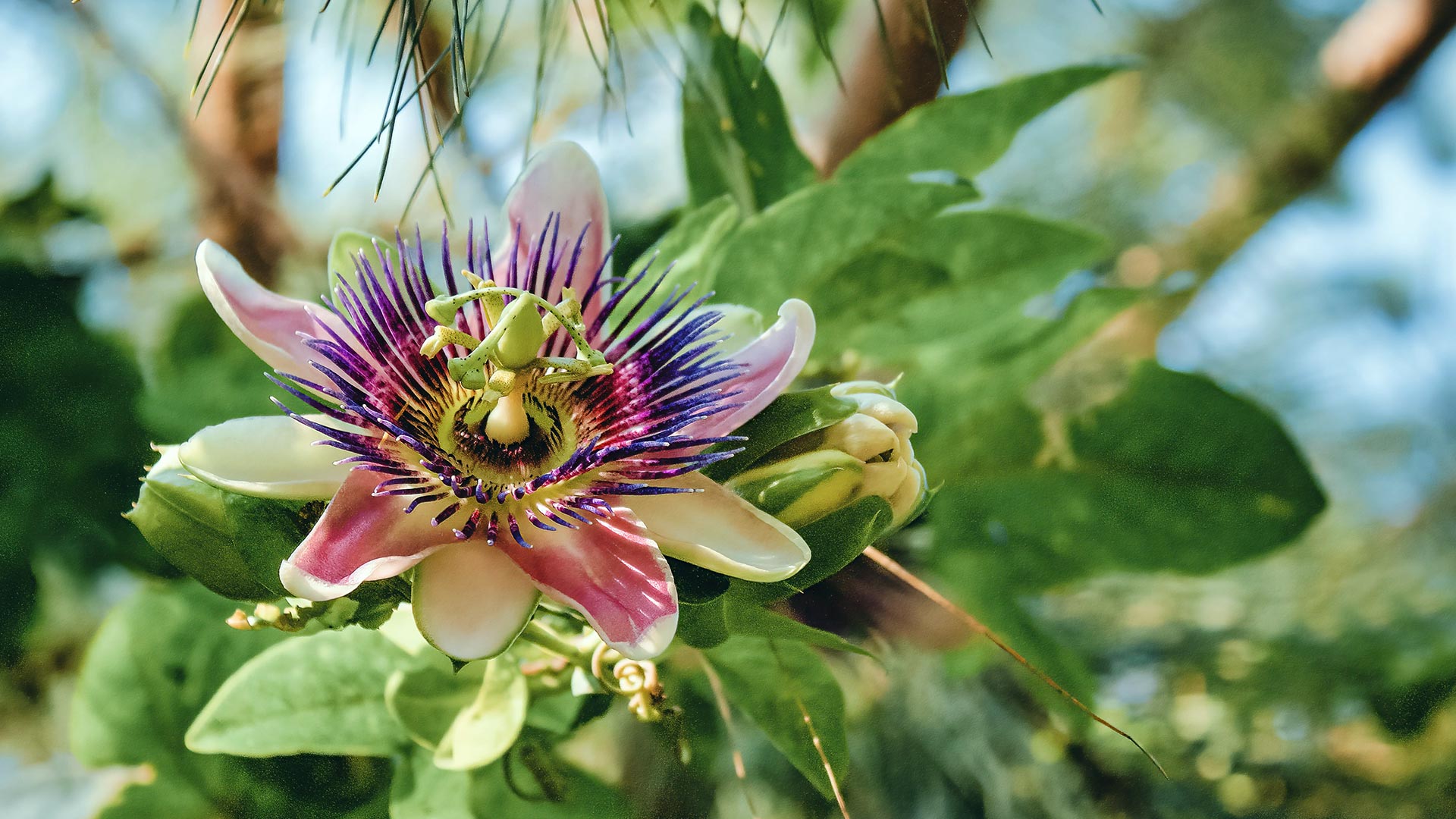 Passiflora (Çarkıfelek) bitkisi nedir? Passiflora nasıl yetiştirilir?