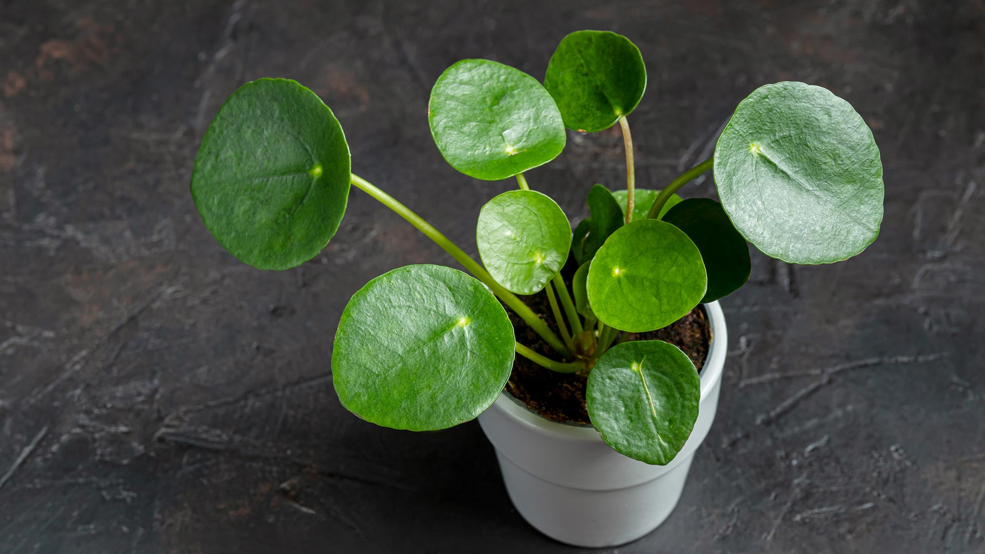 Pilea Bitkisi Bakımı nasıl yapılır?