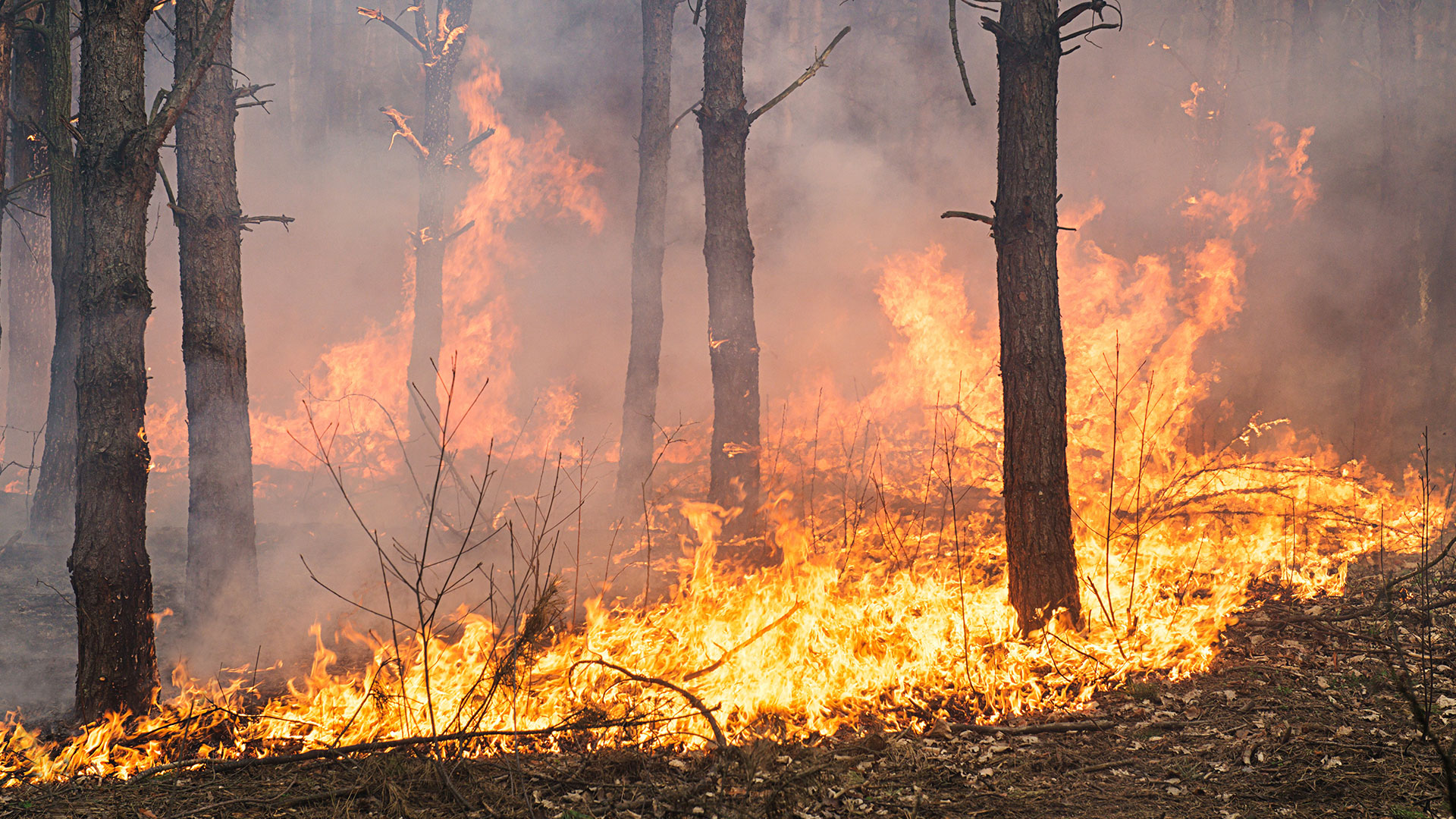 Orman Yangını Dumanı Sağlığınızı Nasıl Etkiler?